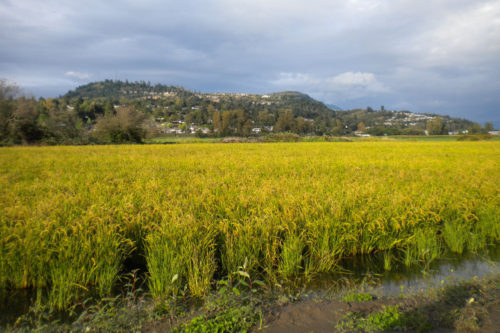 For the Sake of Saké: Local, Artisanal and Sustainable Rice Wine in ...